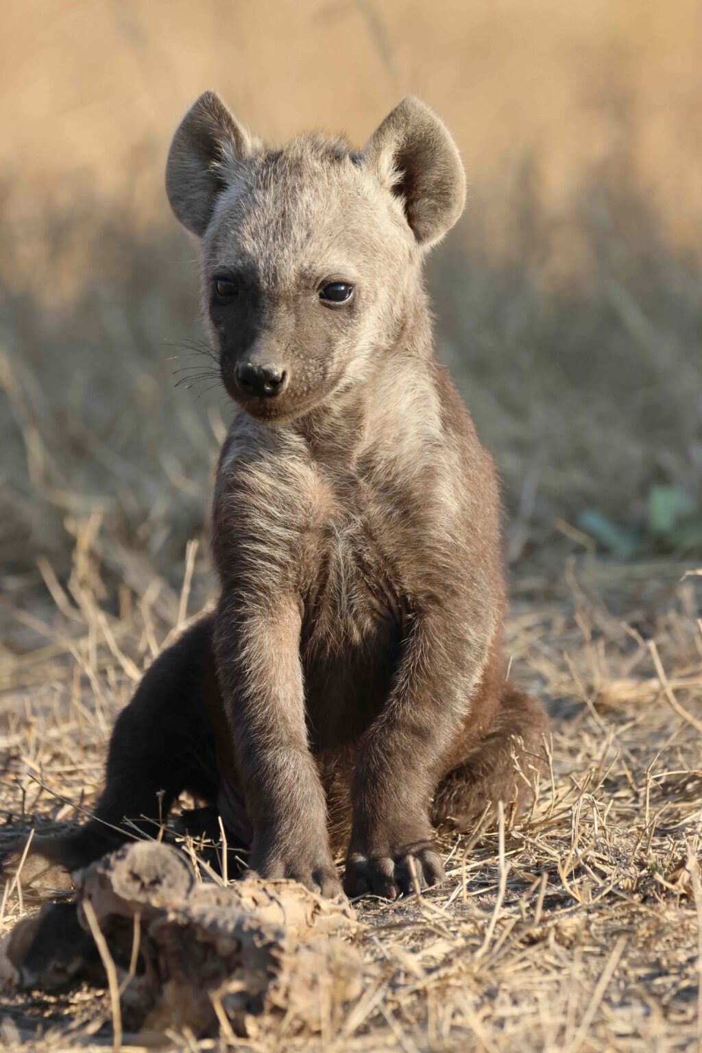 World Hyena Day: Understanding the Spotted and Brown Hyena - Tambuti Lodge