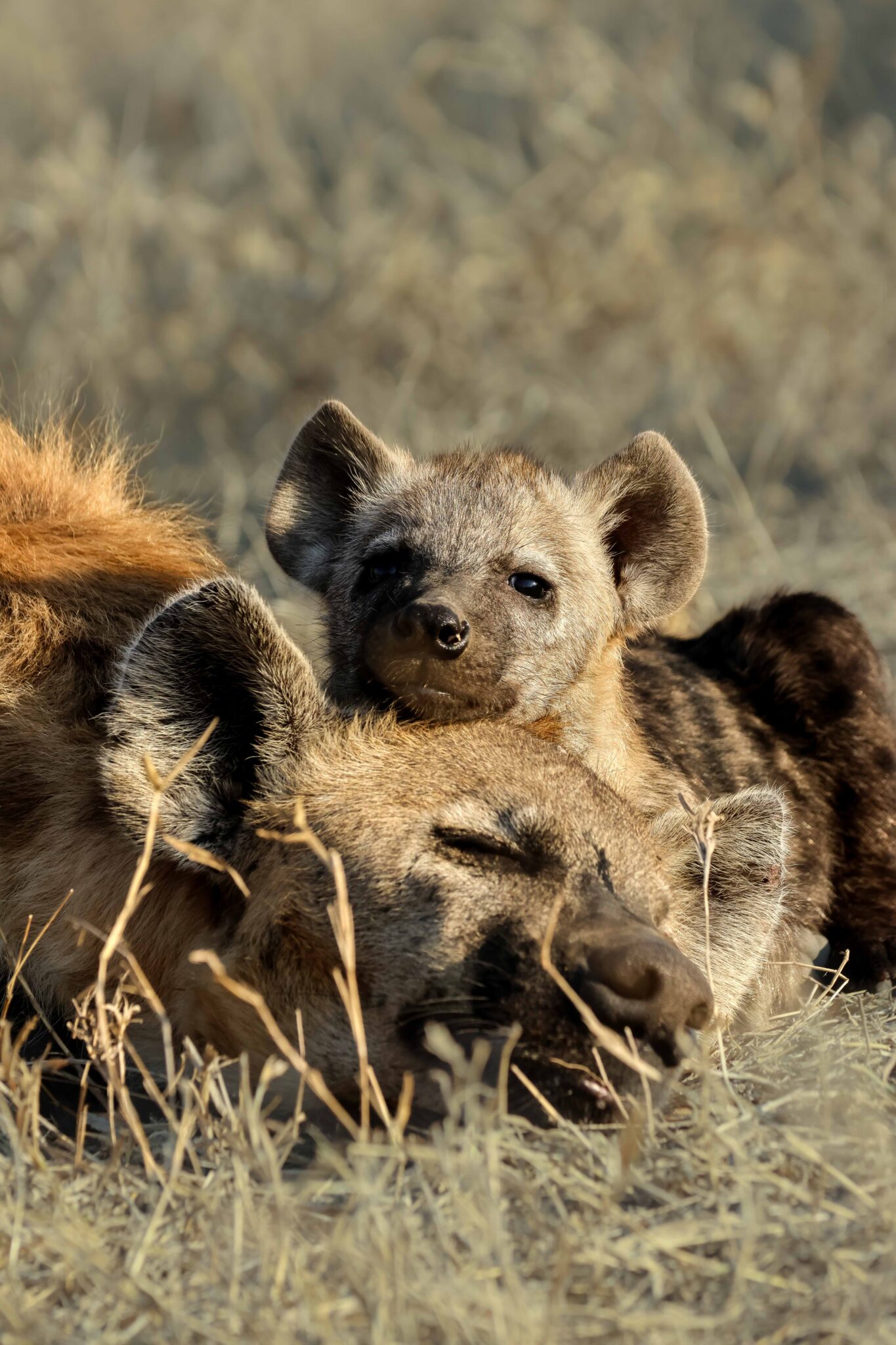 World Hyena Day: Understanding the Spotted and Brown Hyena - Tambuti Lodge