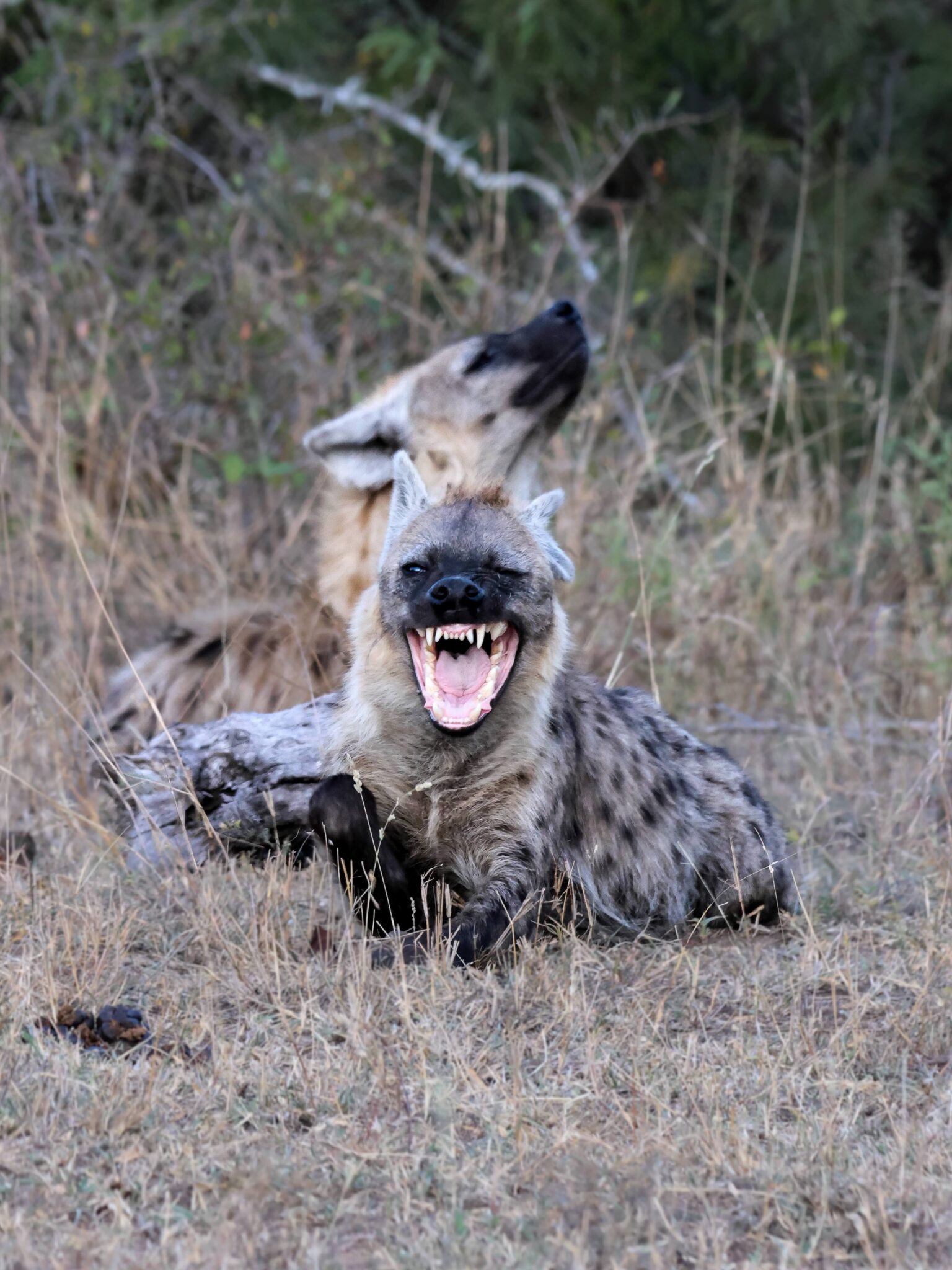 World Hyena Day: Understanding the Spotted and Brown Hyena - Tambuti Lodge
